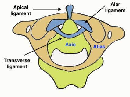 Atlanto-axial instability | The Bone School